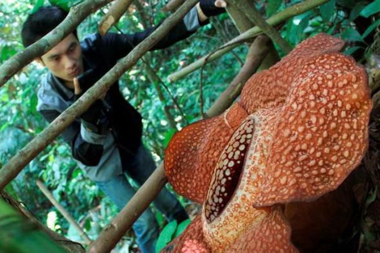 6 Perbedaan antara Bunga Bangkai dan Rafflesia - Harian Inhua Online